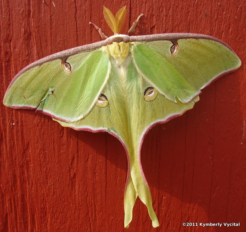 Luna Moth Actias Luna Linnaeus 1758 Butterflies And Moths Of North Luna Moth Actias Luna Linnaeus 1758 Butterflies And Moths Of North