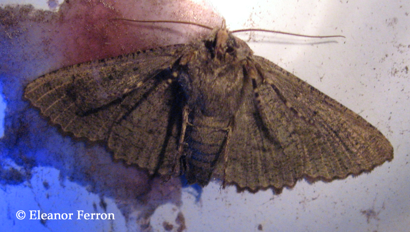 Lunate Zale Zale lunata (Drury, 1773) | Butterflies and Moths of North ...