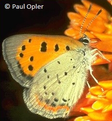 American Copper Lycaena phlaeas (Linnaeus, 1761) | Butterflies and ...