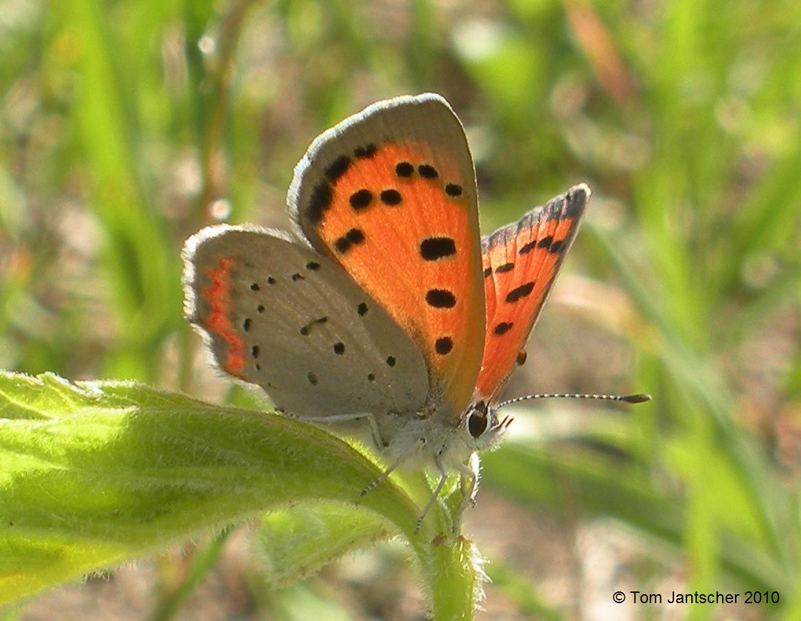 American Copper Lycaena phlaeas (Linnaeus, 1761) | Butterflies and ...