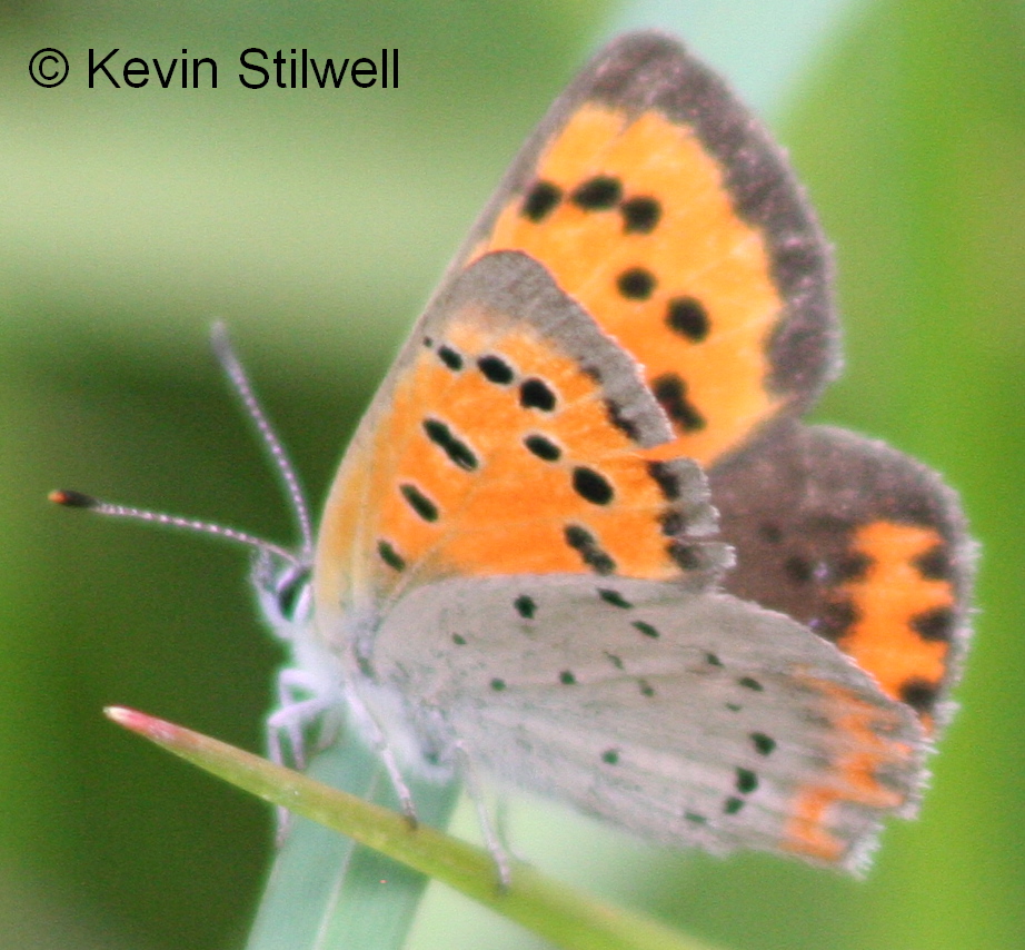 American Copper Lycaena phlaeas (Linnaeus, 1761) | Butterflies and ...