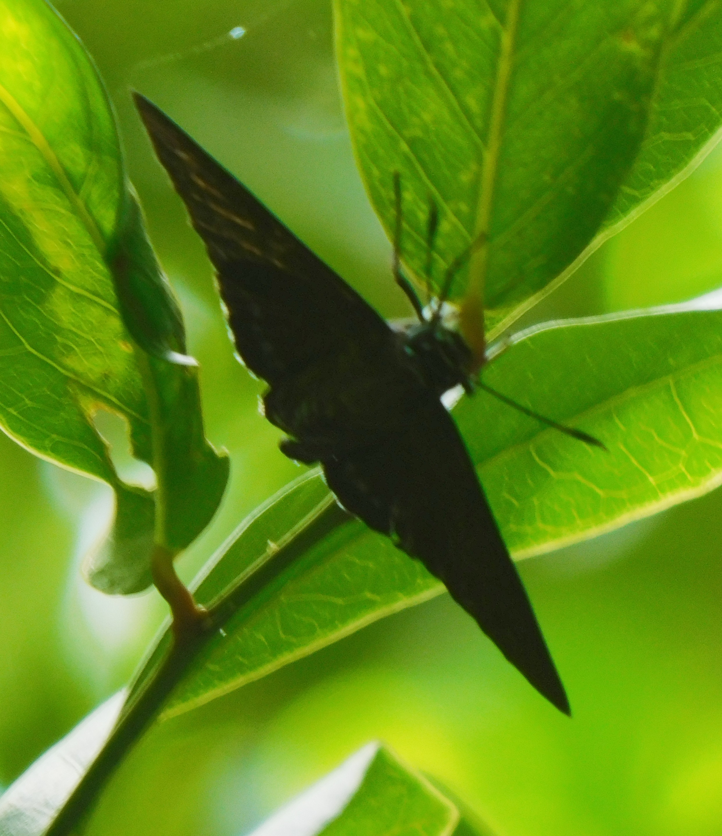 Butterfly, Moth, and Caterpillar Photographs from Monroe County ...