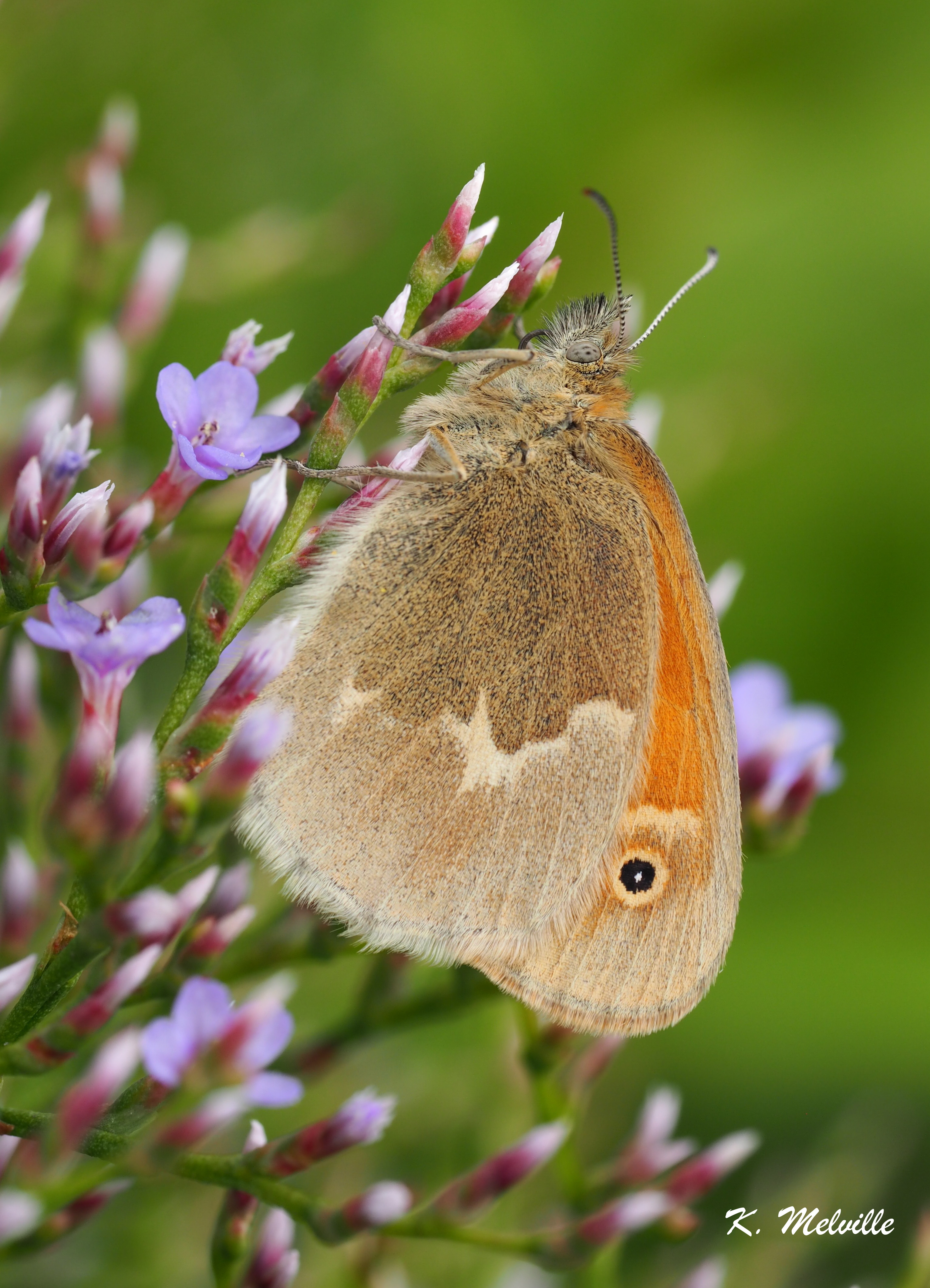 Sighting 1091962 | Butterflies and Moths of North America