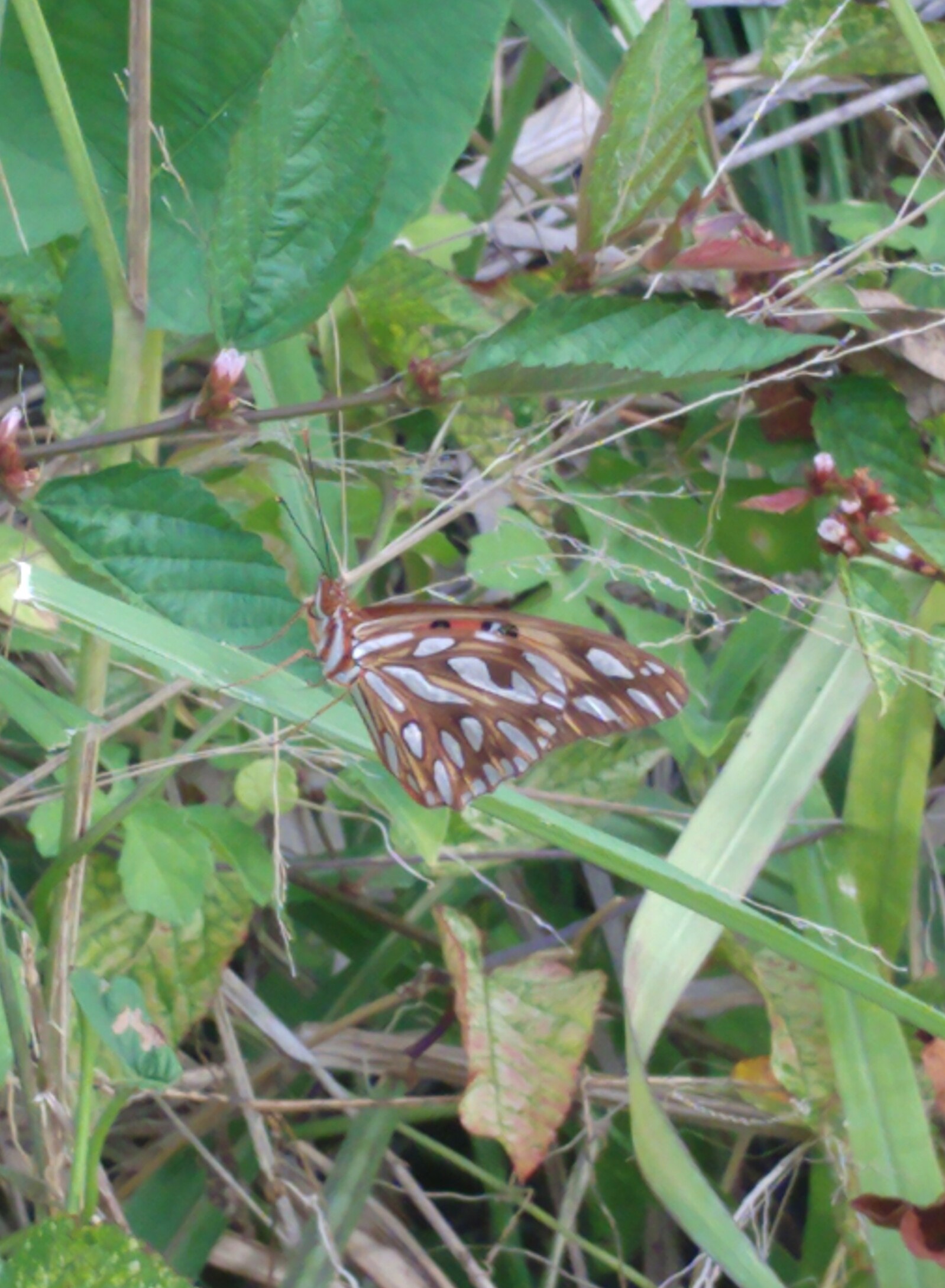Butterfly, Moth, and Caterpillar Photographs from Puerto Rico ...
