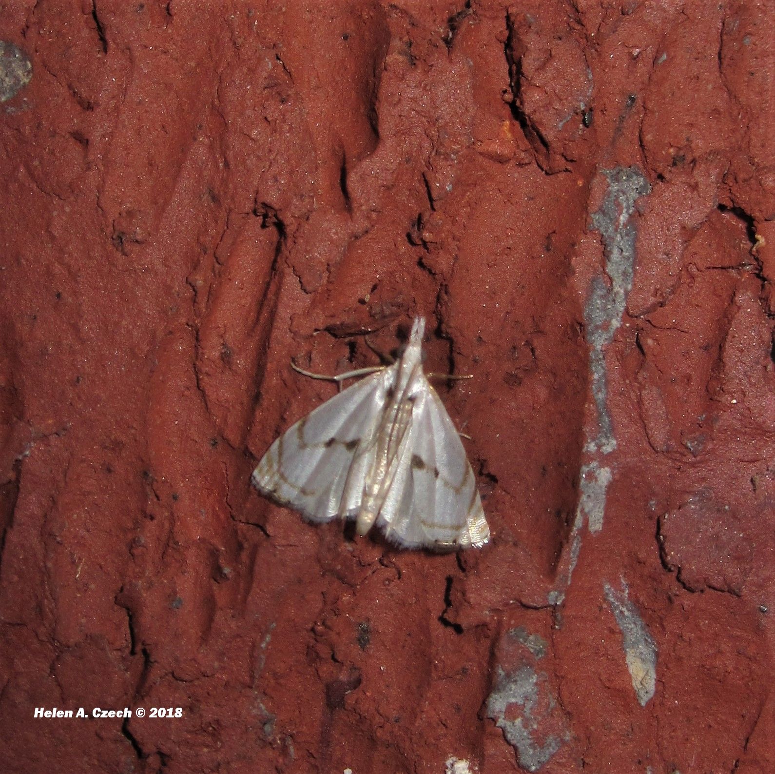 Alabama | Butterflies and Moths of North America