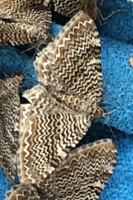 Wisconsin | Butterflies and Moths of North America