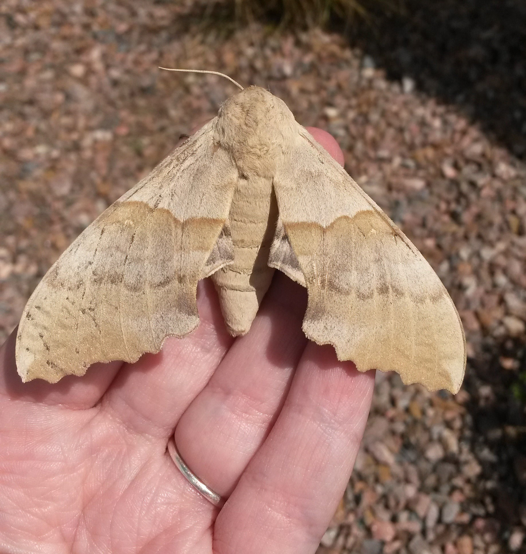 Sighting 1059730 | Butterflies and Moths of North America