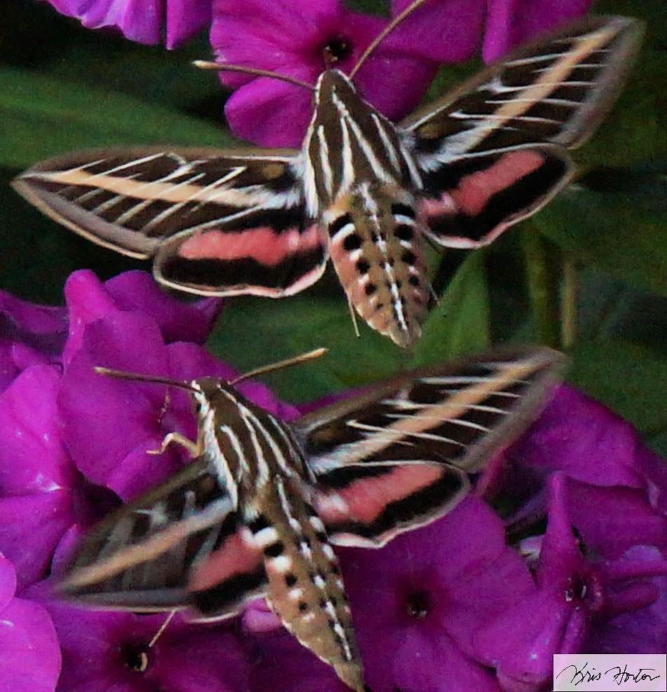 White-lined Sphinx Hyles lineata (Fabricius, 1775) | Butterflies and ...