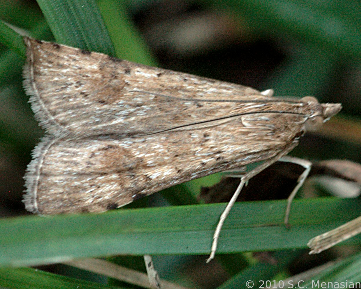 Lucerne Moth Nomophila nearctica Munroe, 1973 | Butterflies and Moths ...