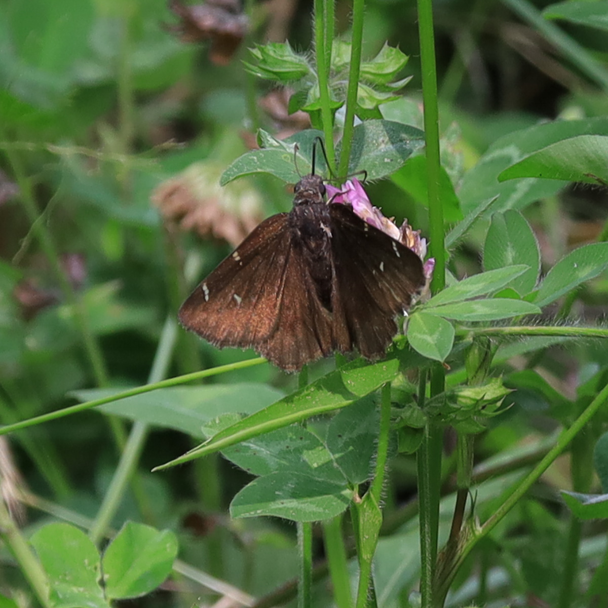 Sighting 1208191 | Butterflies and Moths of North America