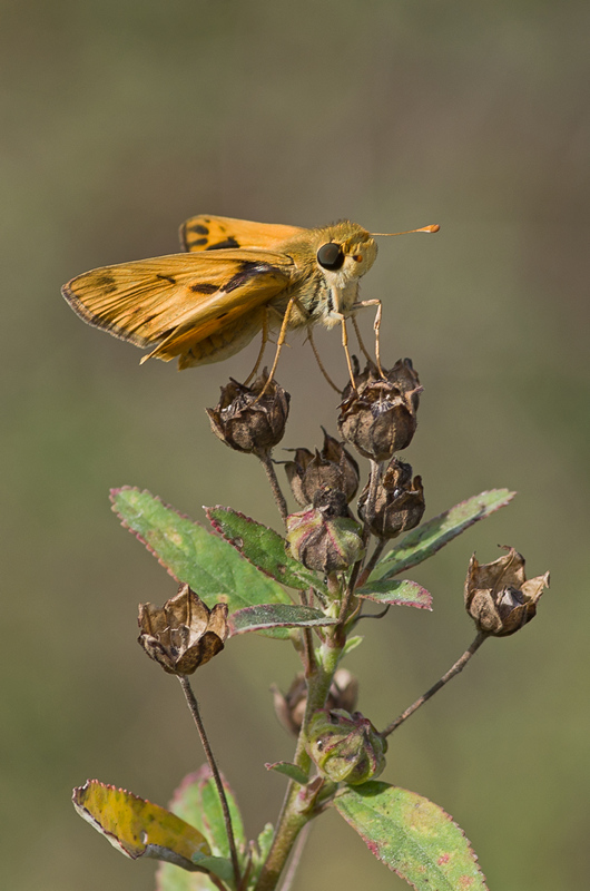 Butterfly, Moth, and Caterpillar Photographs from Chiapas | Butterflies ...