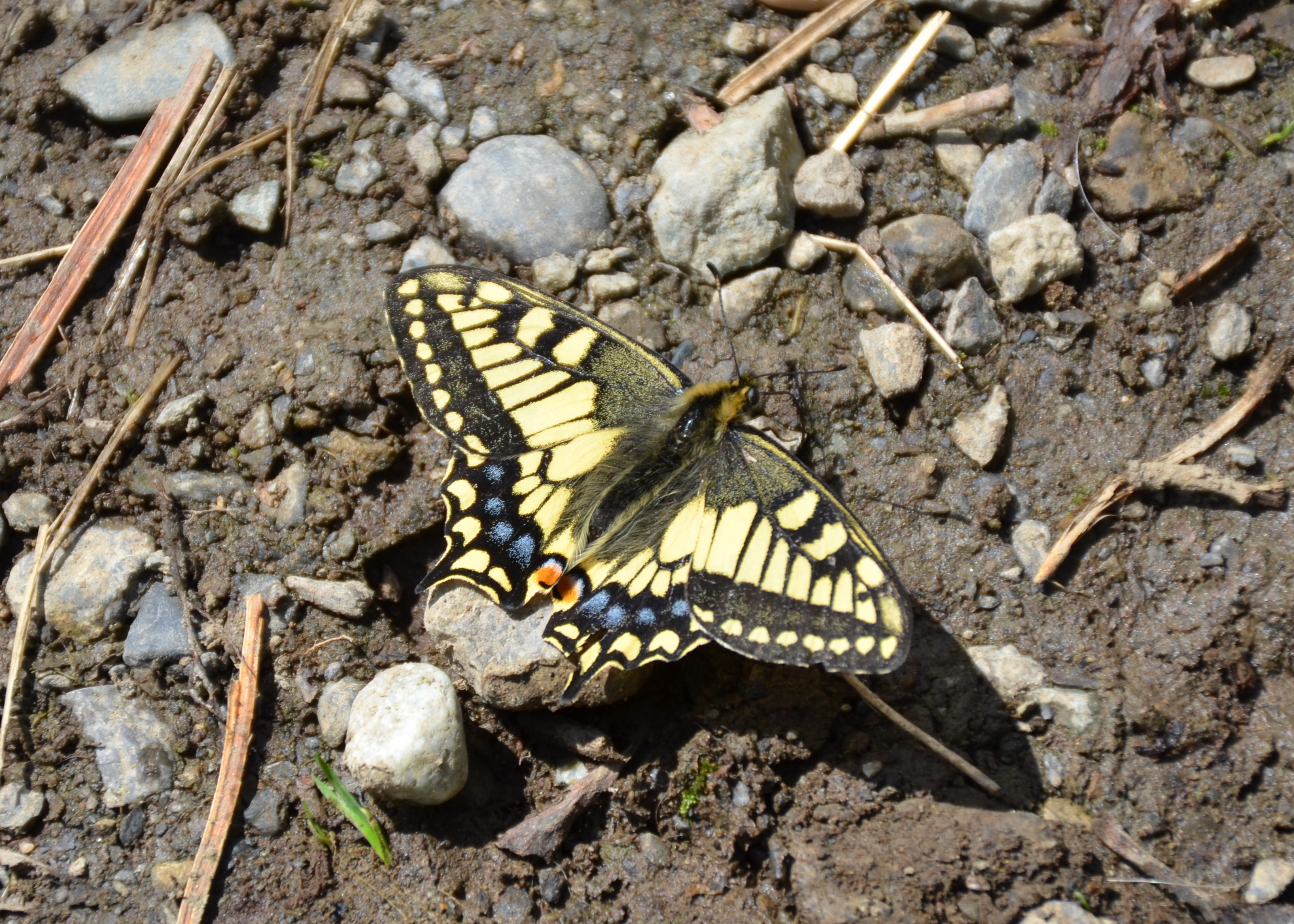 Butterfly, Moth, and Caterpillar Photographs from Alaska | Butterflies ...