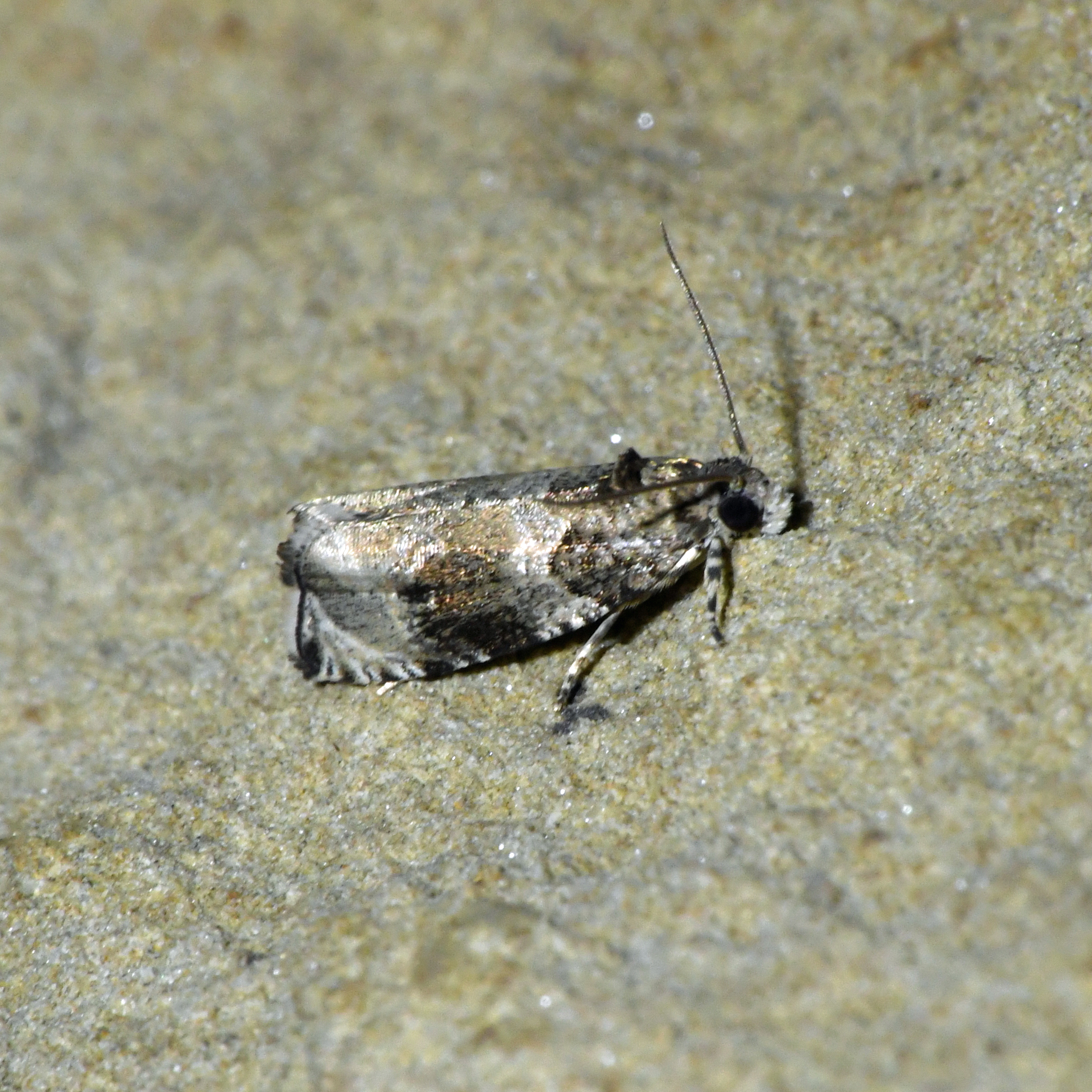 Sighting 1423929 | Butterflies and Moths of North America