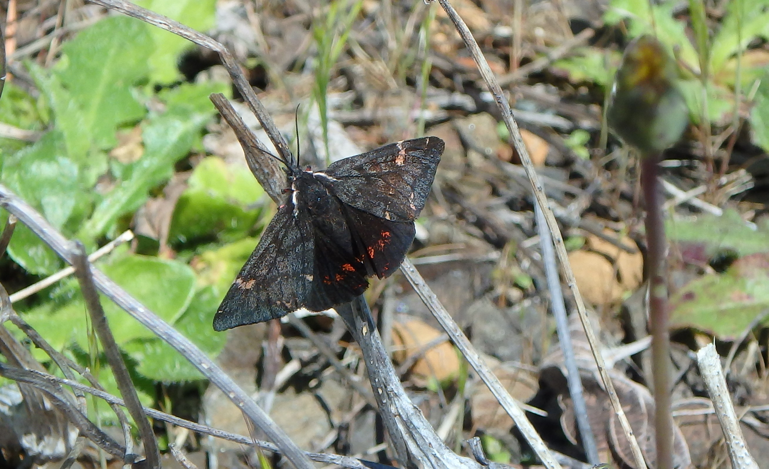 Sighting 1206576 | Butterflies and Moths of North America