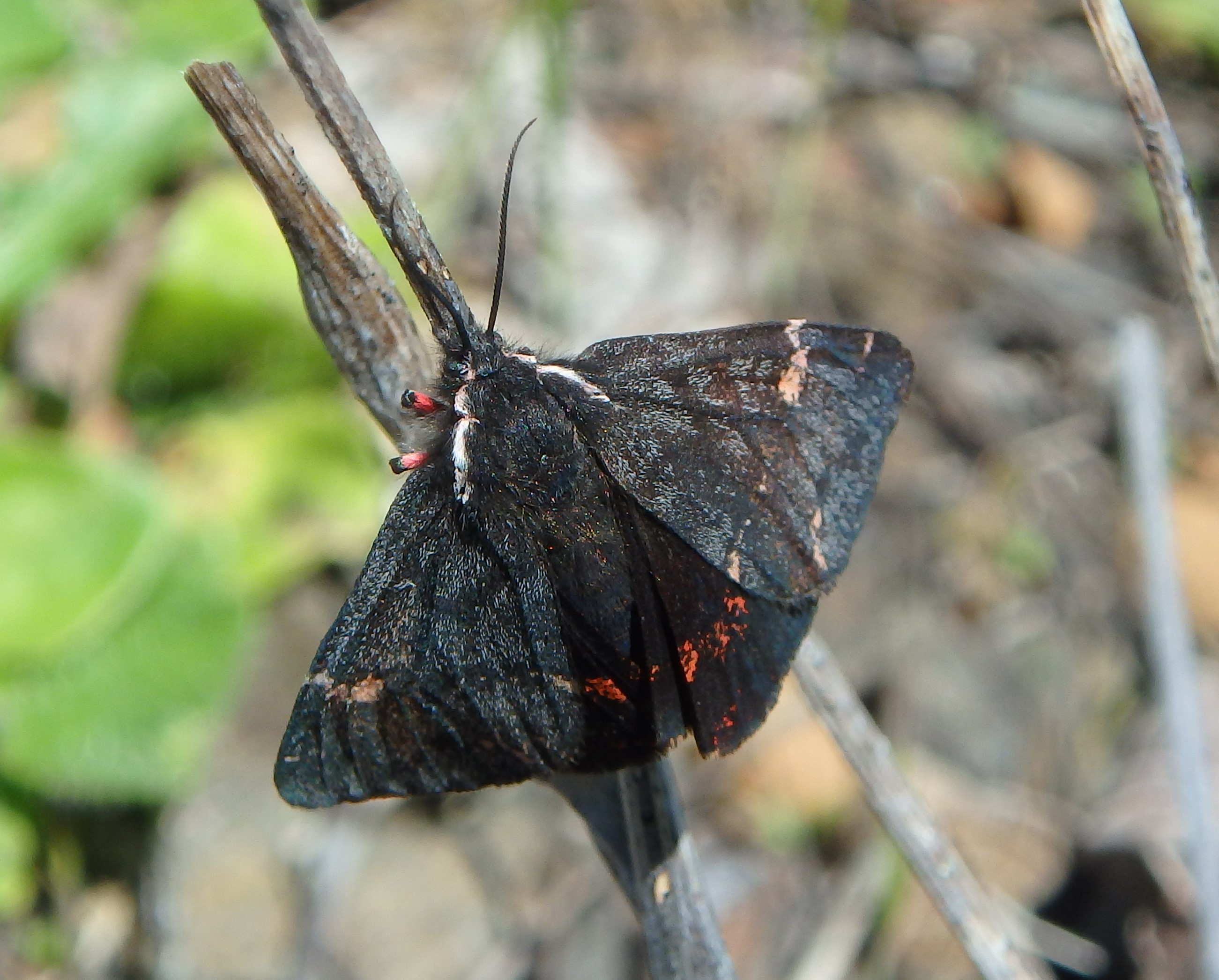 Sighting 1206576 | Butterflies and Moths of North America