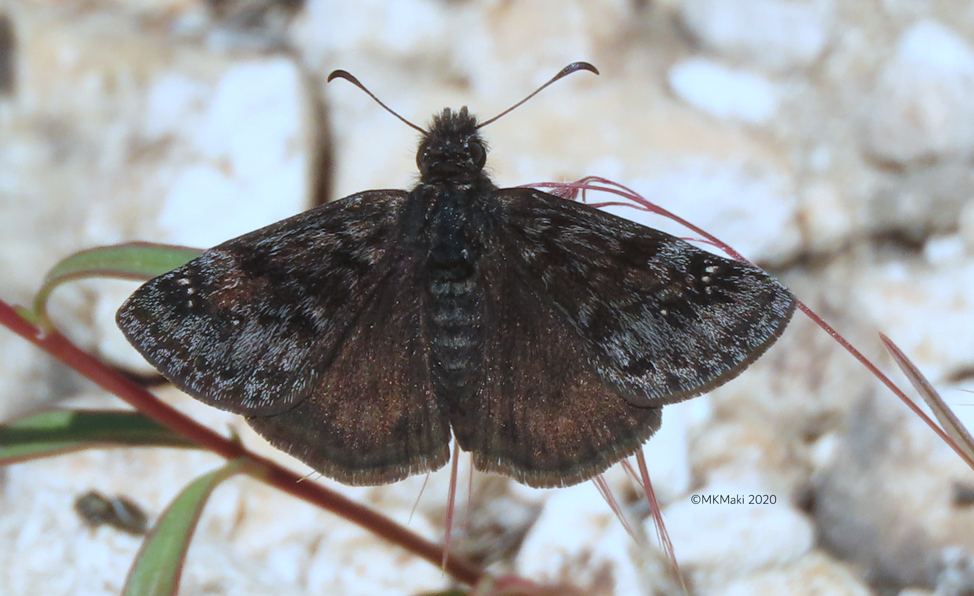 Butterfly, Moth, and Caterpillar Photographs from Los Angeles County ...