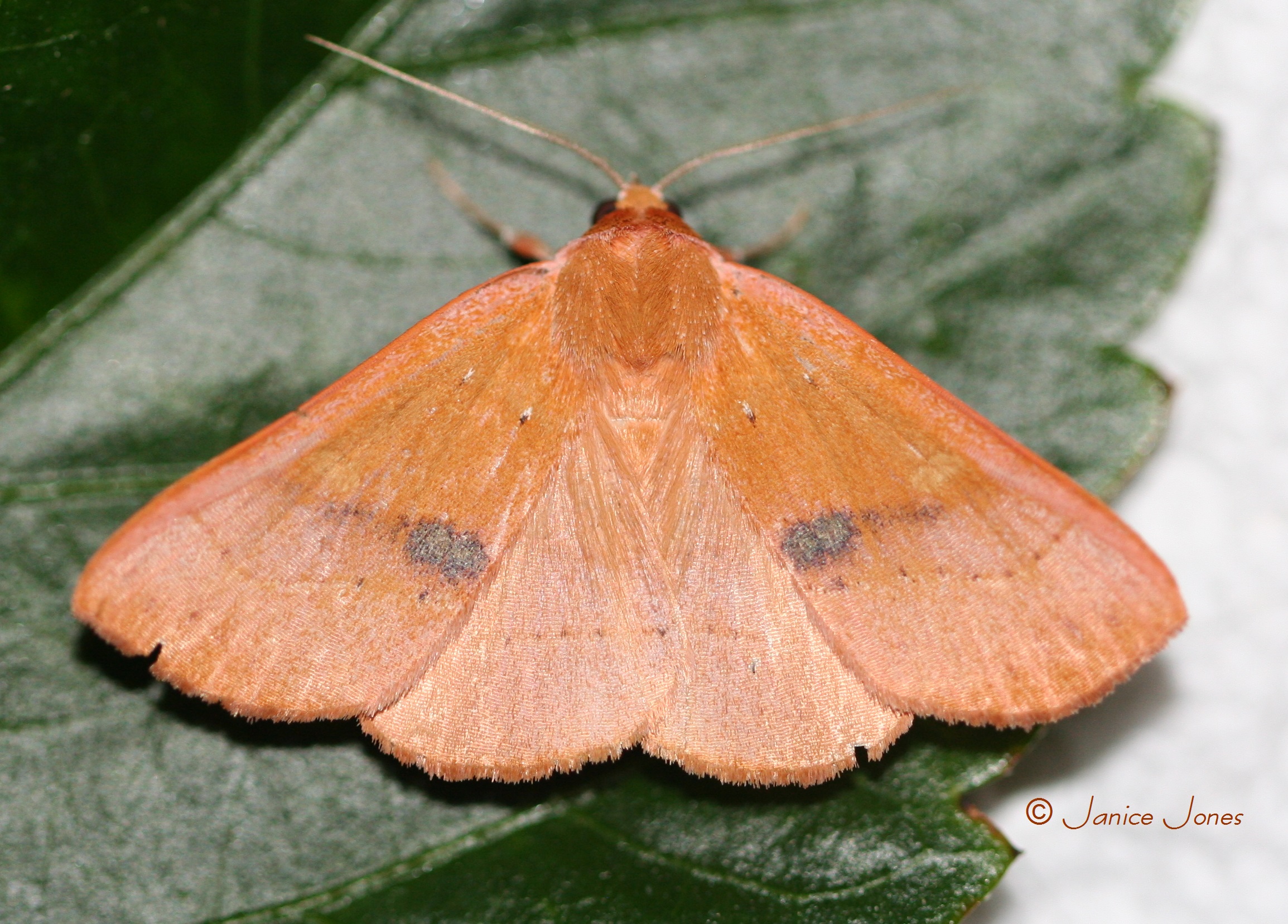 Orange Panopoda Panopoda repanda (Walker, [1858]) | Butterflies and ...