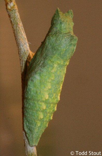 Family Papilionidae (Parnassians and Swallowtails) | Butterflies and ...