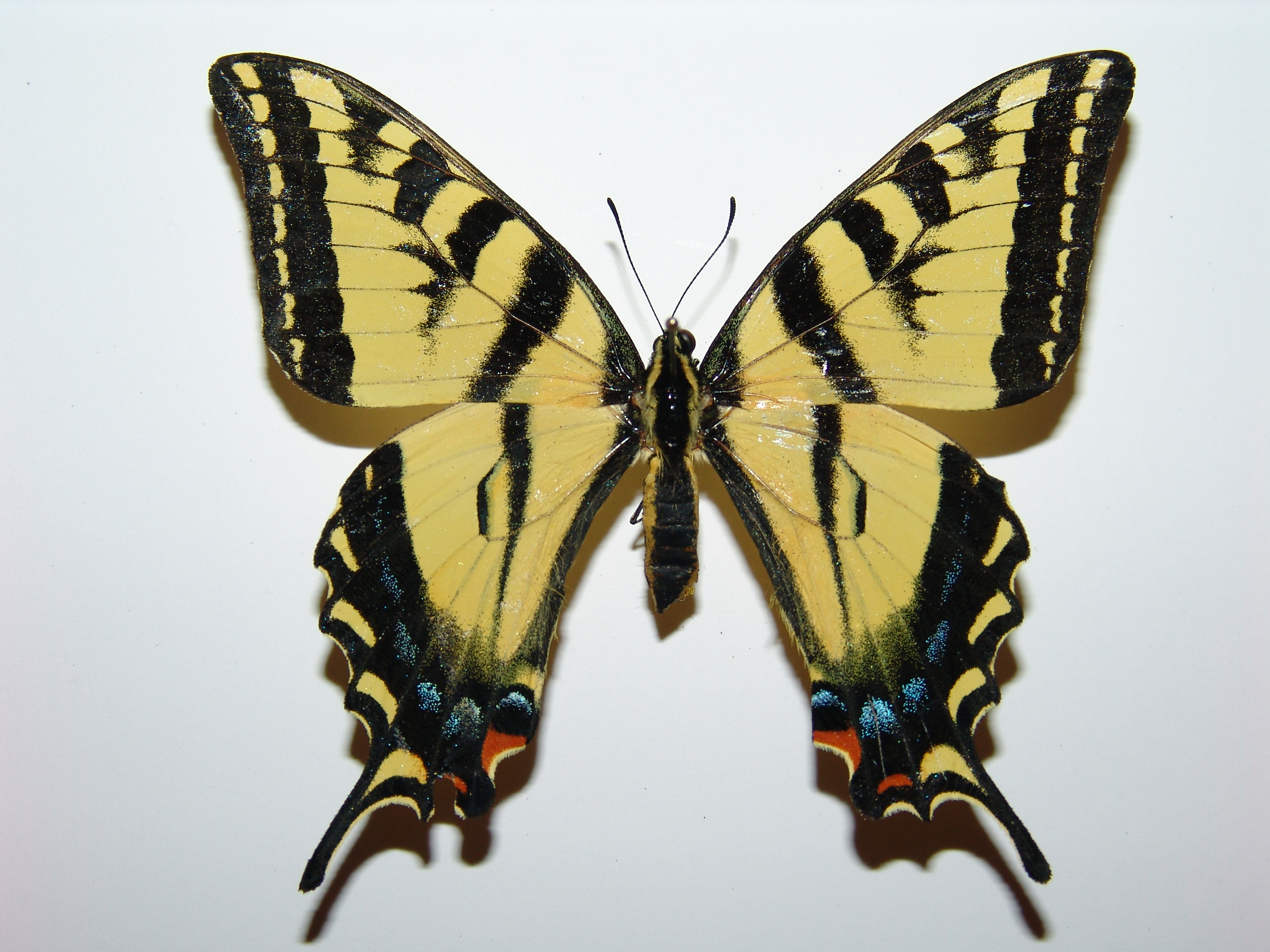 Sighting 986335 | Butterflies and Moths of North America