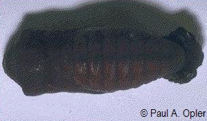 Clodius Parnassian Parnassius clodius Ménétriés, 1857 | Butterflies and ...