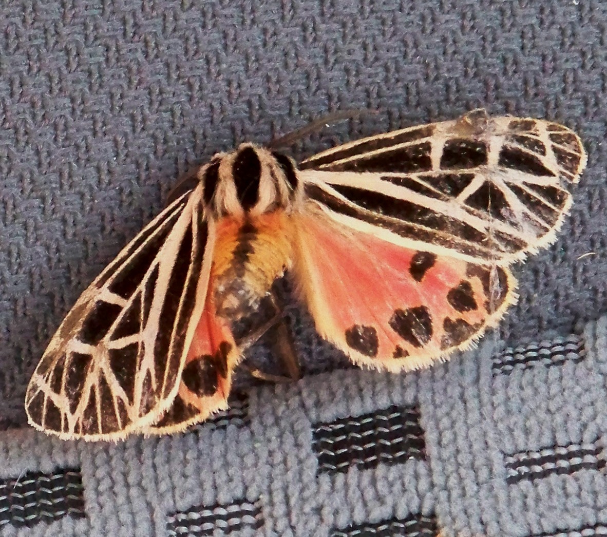 Butterfly, Moth, and Caterpillar Photographs from Wood County ...