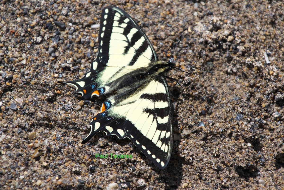 Butterfly, Moth, and Caterpillar Photographs from Alberta | Butterflies ...