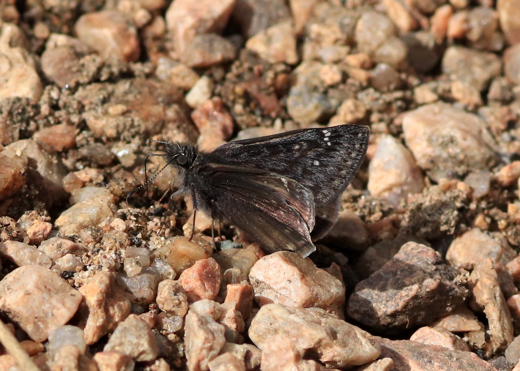 Butterfly, Moth, and Caterpillar Photographs from Larimer County ...