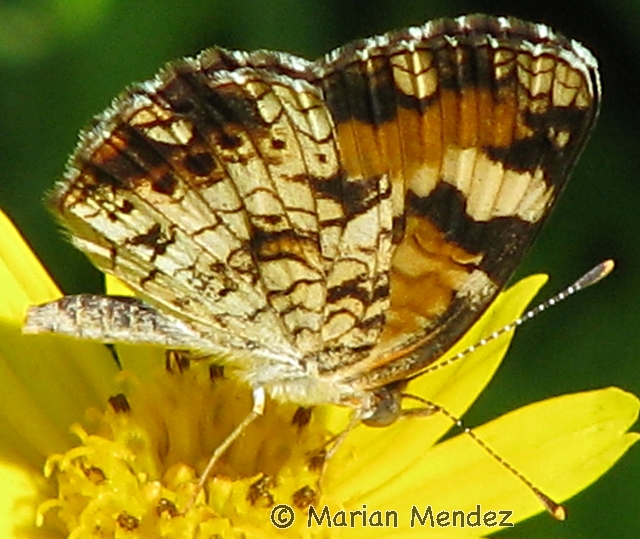 Phaon Crescent Phyciodes phaon (W.H. Edwards, 1864) | Butterflies and ...