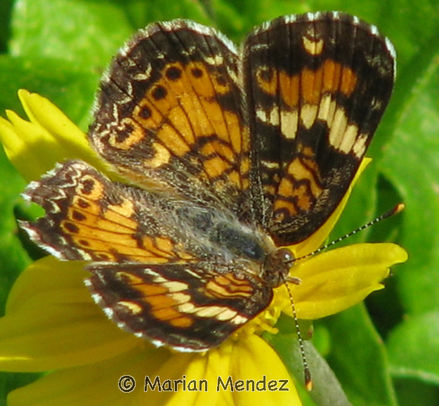 Phaon Crescent Phyciodes phaon (W.H. Edwards, 1864) | Butterflies and ...