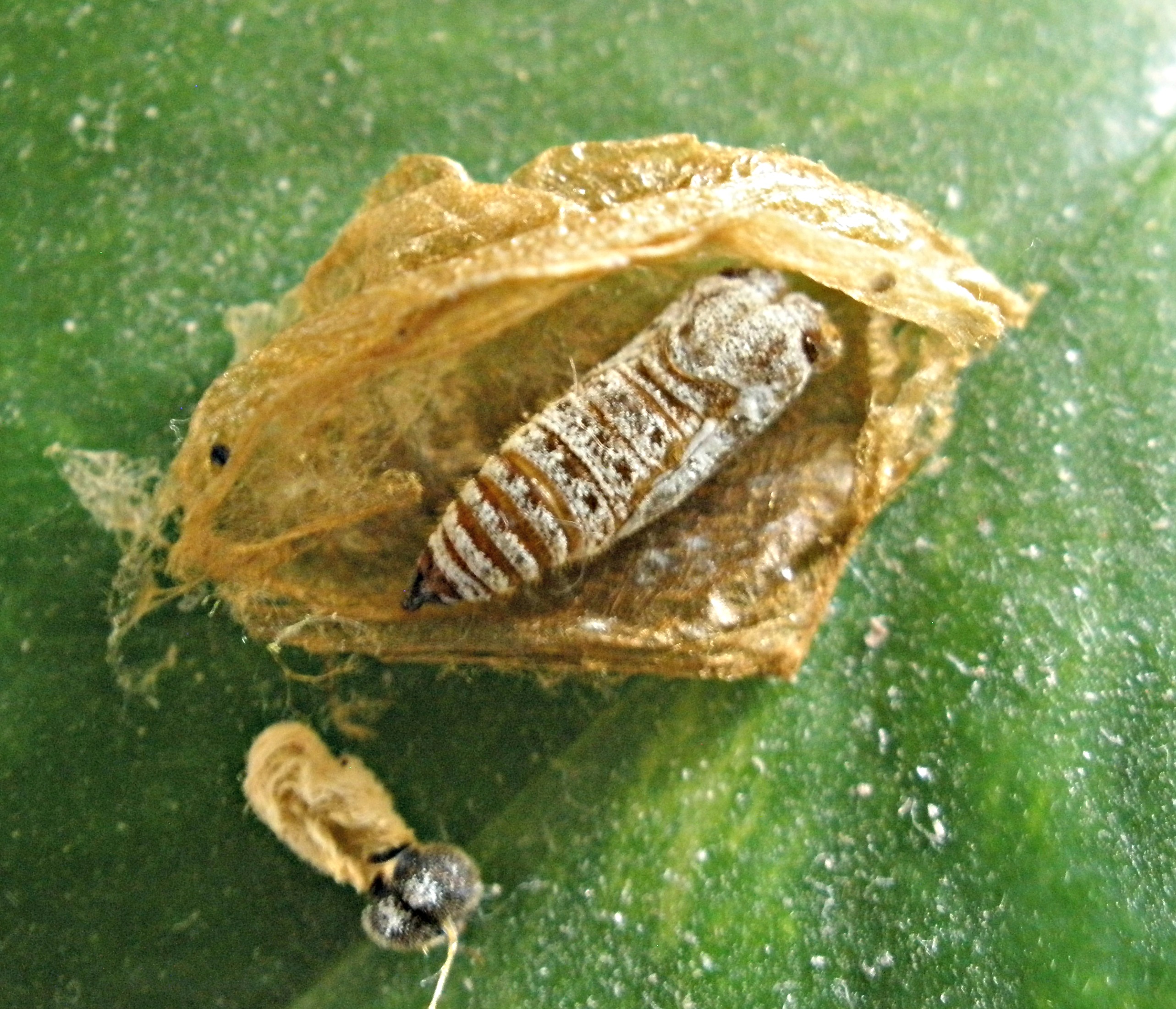 Photographs from New York | Butterflies and Moths of North America