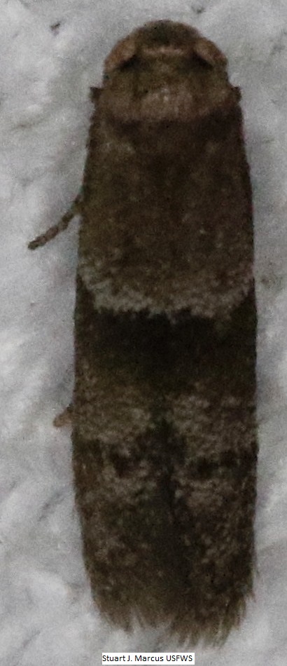 Sighting 1111326 | Butterflies and Moths of North America