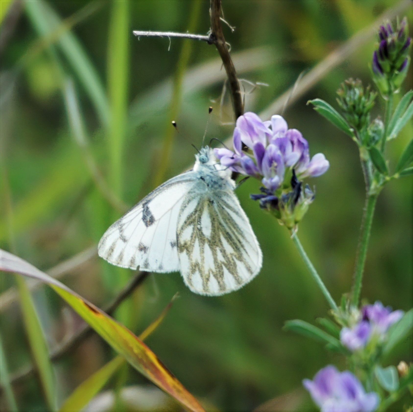 Butterfly, Moth, and Caterpillar Photographs from Alberta | Butterflies ...