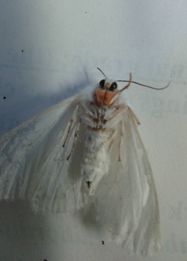 Sighting 1054843 | Butterflies and Moths of North America