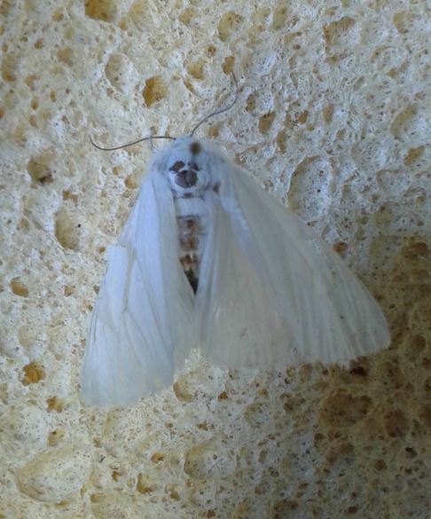 Sighting 1054843 | Butterflies and Moths of North America