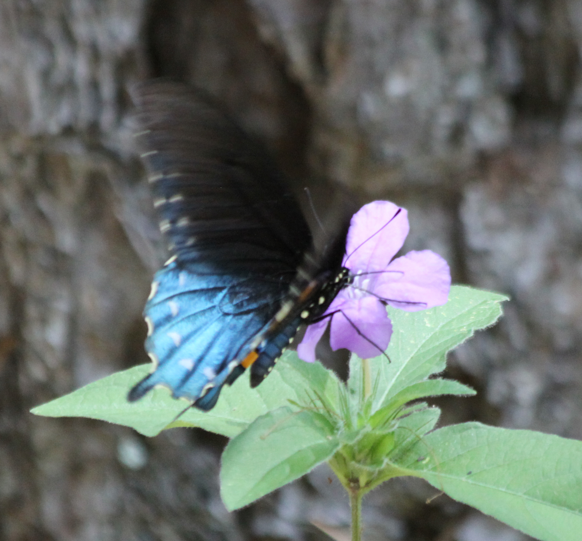 Butterfly, Moth, and Caterpillar Photographs from Tate County ...