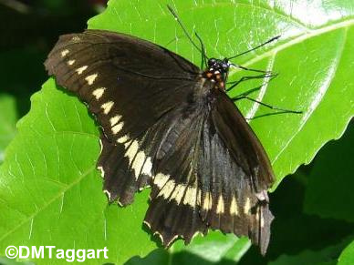 Polydamas Swallowtail Battus polydamas (Linnaeus, 1758) | Butterflies ...