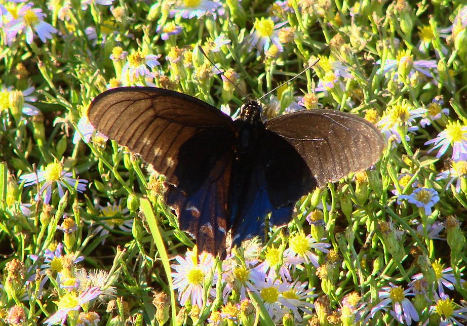 Photographs from Dallas County | Butterflies and Moths of North America