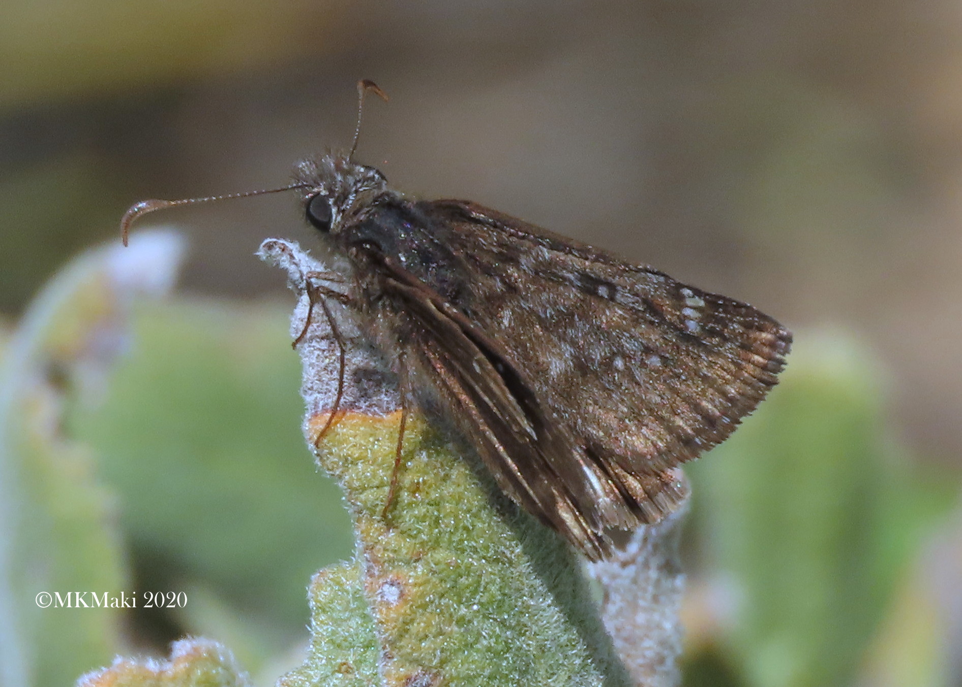 Butterfly, Moth, and Caterpillar Photographs from Los Angeles County ...