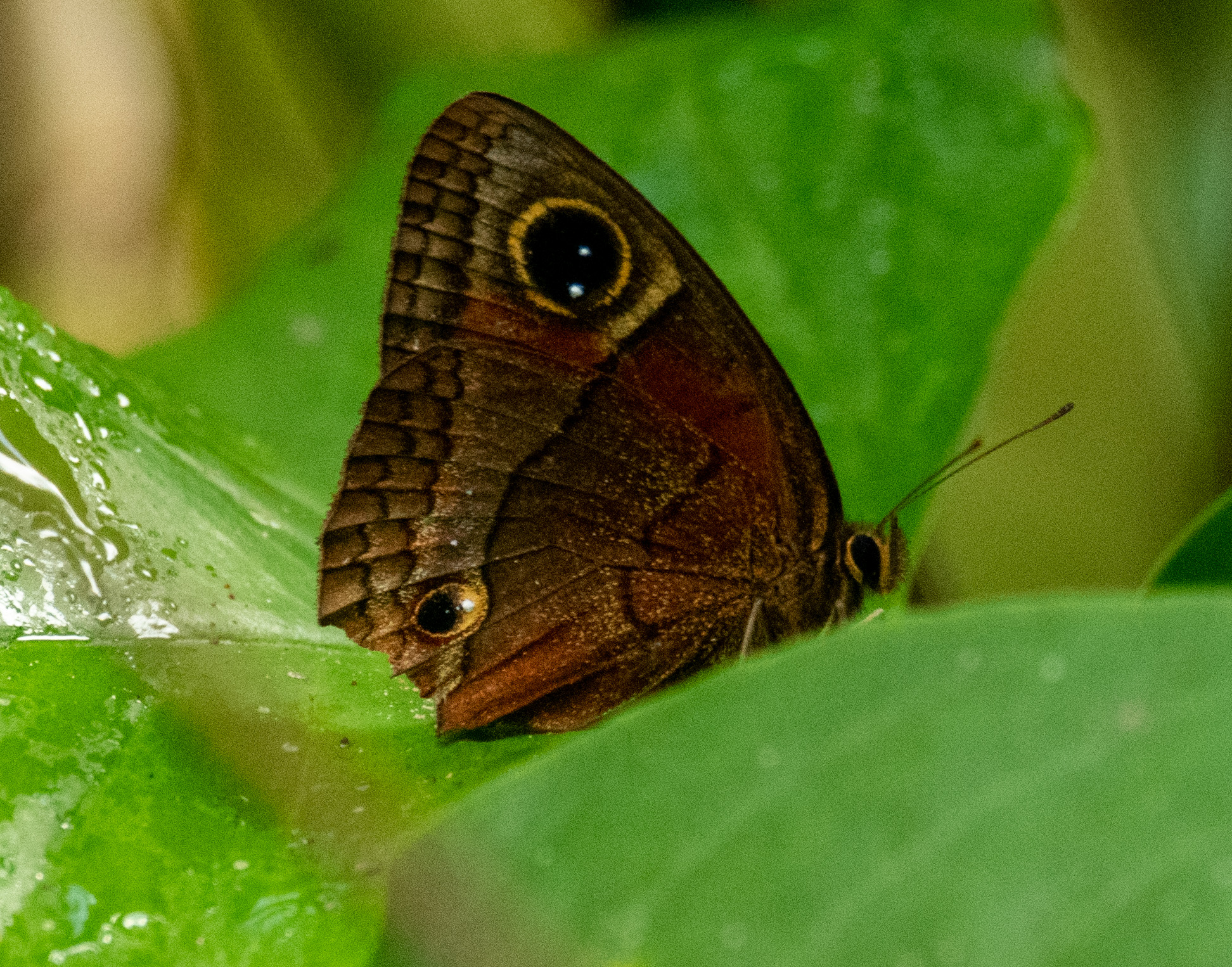 Butterfly, Moth, and Caterpillar Photographs from Puerto Rico ...