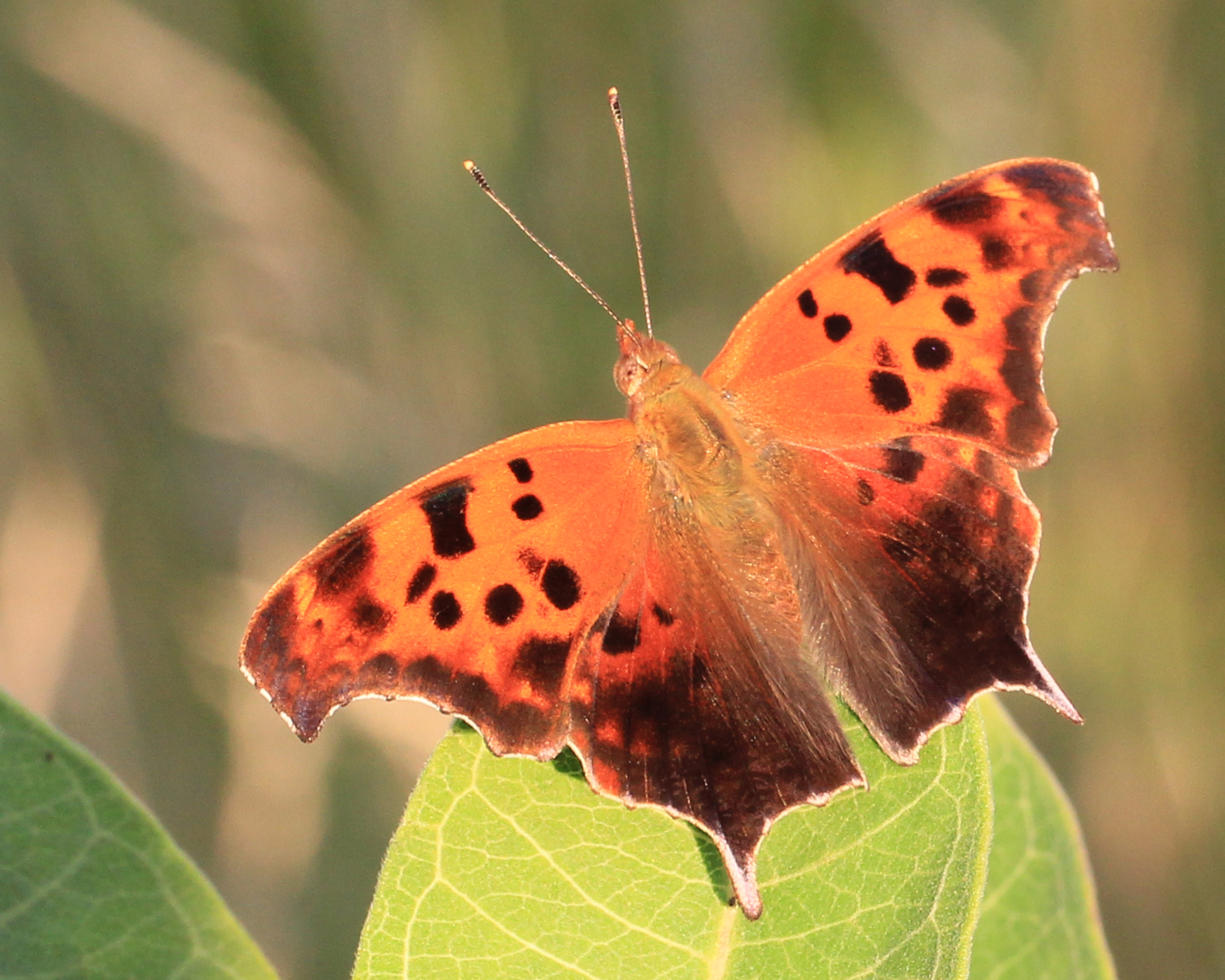 Butterfly, Moth, and Caterpillar Photographs from Rice County ...