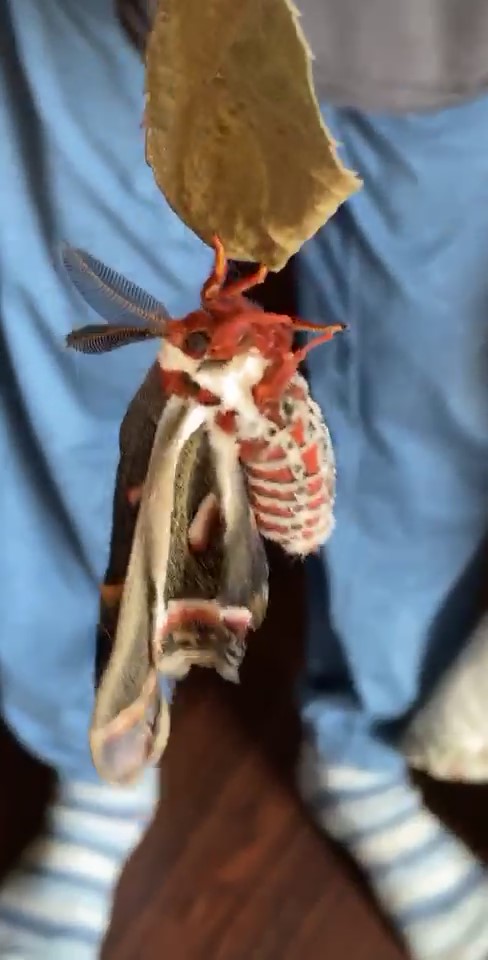 Photographs from Augusta County | Butterflies and Moths of North America