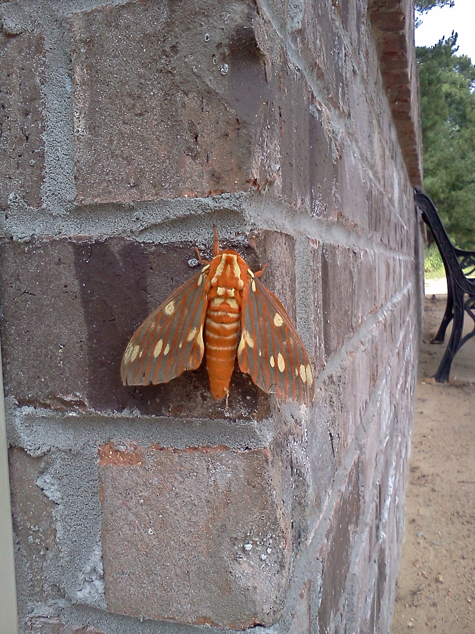 Butterfly, Moth, and Caterpillar Photographs from Simpson County ...