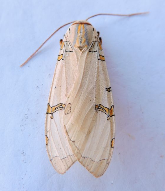 Recently Shared Photographs | Butterflies and Moths of North America