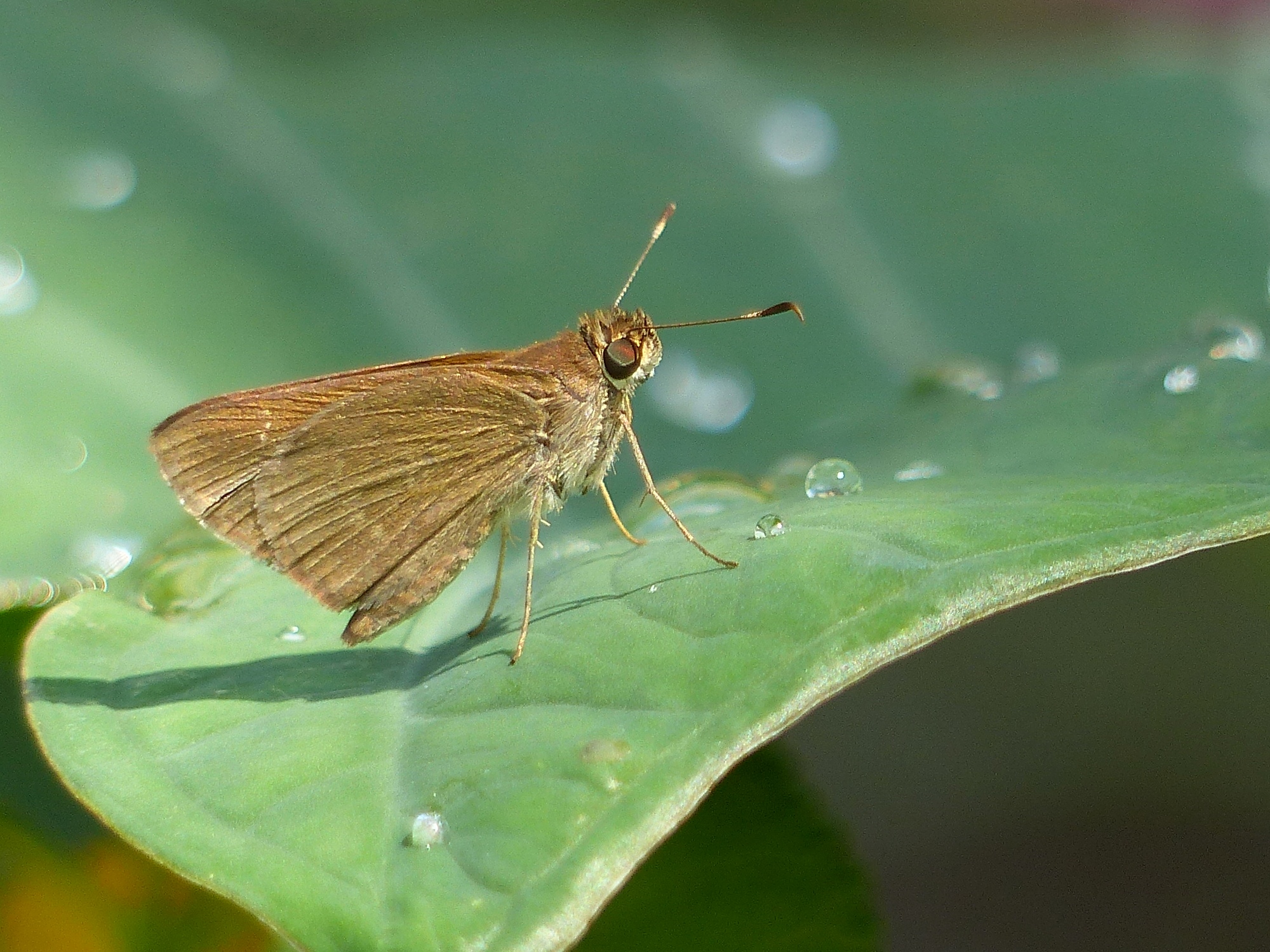 Butterfly, Moth, and Caterpillar Photographs from Puerto Rico ...