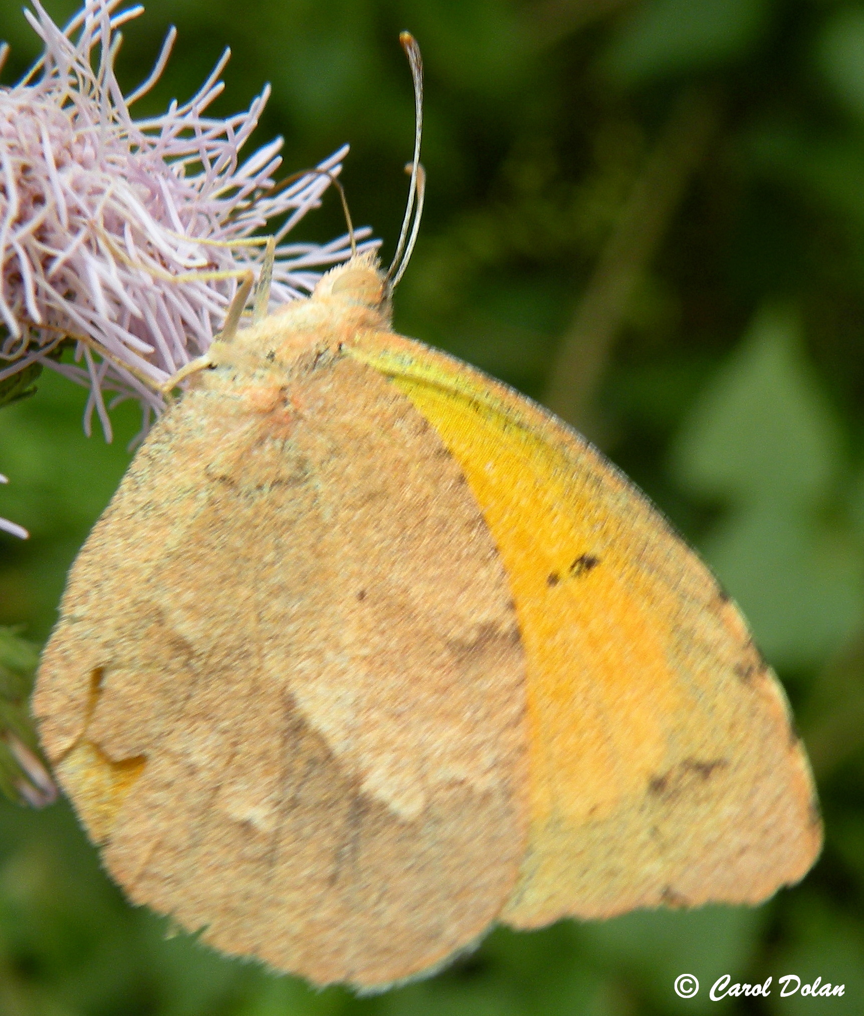 Sleepy Orange Abaeis nicippe (Cramer, 1779) | Butterflies and Moths of ...