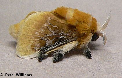 Southern Flannel Moth Megalopyge opercularis (J. E. Smith, 1797 ...
