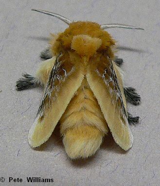 Southern Flannel Moth Megalopyge opercularis (J. E. Smith, 1797 ...