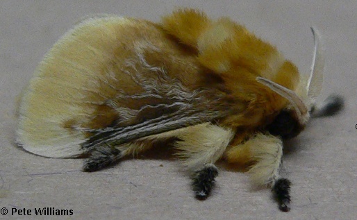 Southern Flannel Moth Megalopyge opercularis (J. E. Smith, 1797 ...