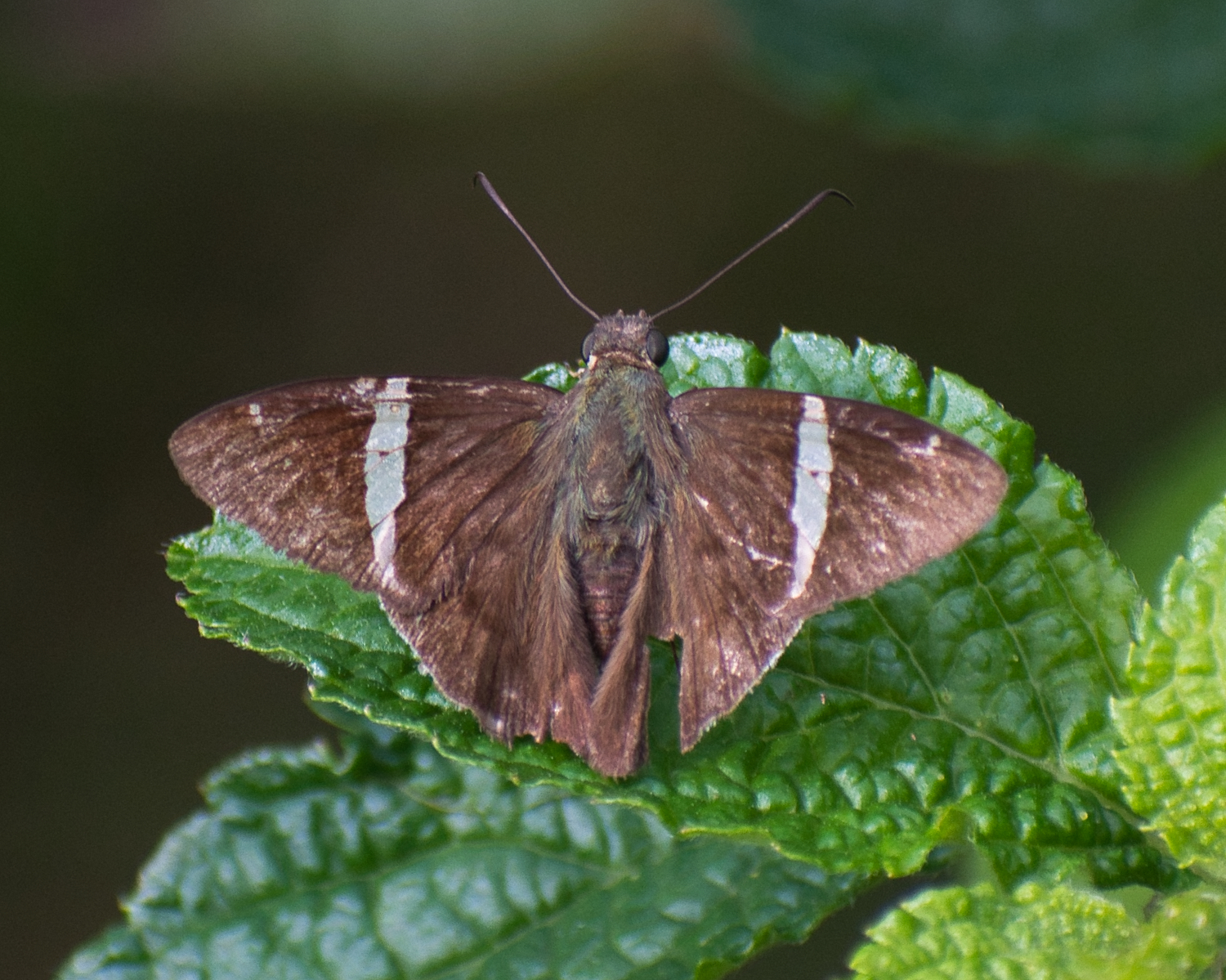 Butterfly, Moth, and Caterpillar Photographs from Costa Rica ...