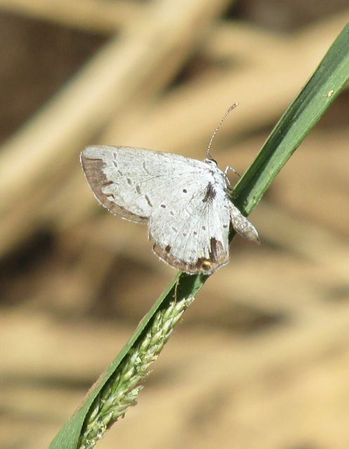 Butterfly, Moth, and Caterpillar Photographs from Michoacán ...